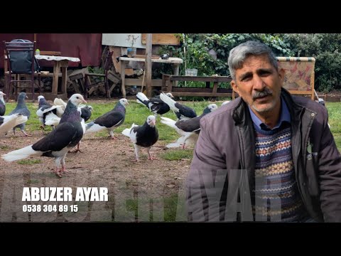 Dönek Güvercin Sohbeti Abuzer Ayar