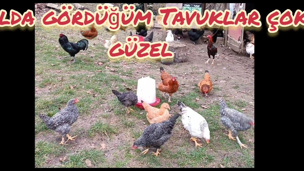 Yolda Gördüğüm Tavuklar Çok Güzeldi. Tavukların Sahibi İle Kısa Bir ...