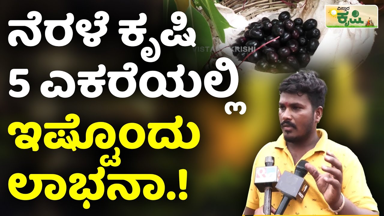 Nerale Hannu Farming | Jamun Fruit Farming | ನೆರಳೆ ಕೃಷಿಯಲ್ಲಿ ಬಂಪರ್ ...