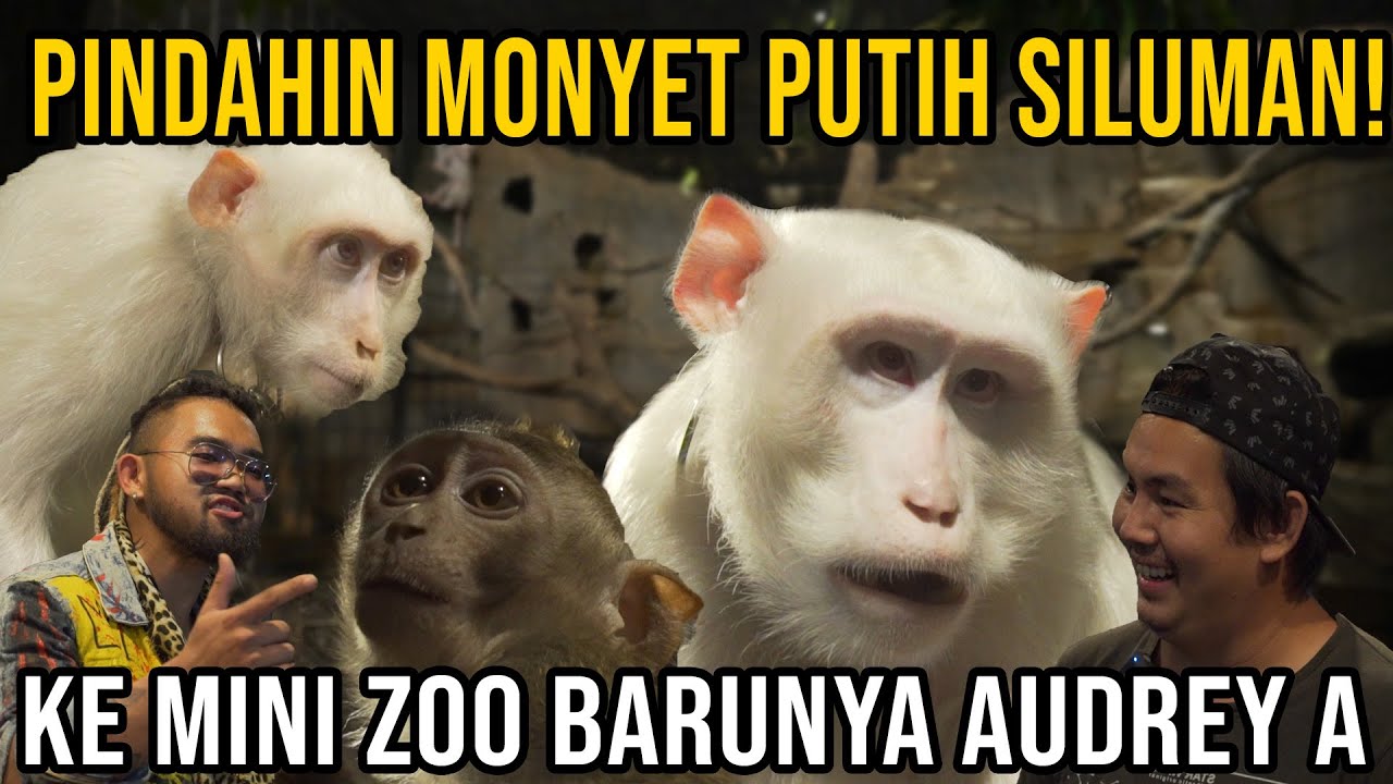 Siluman Monyet Putih