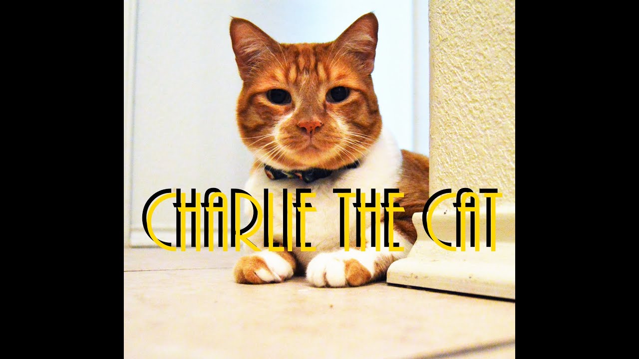 Charlie The Cat - YouTube