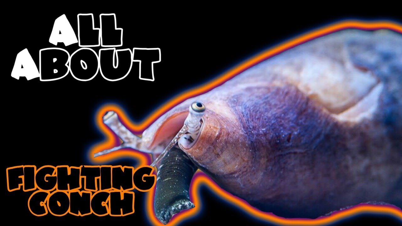 All About The Fighting Conch - YouTube