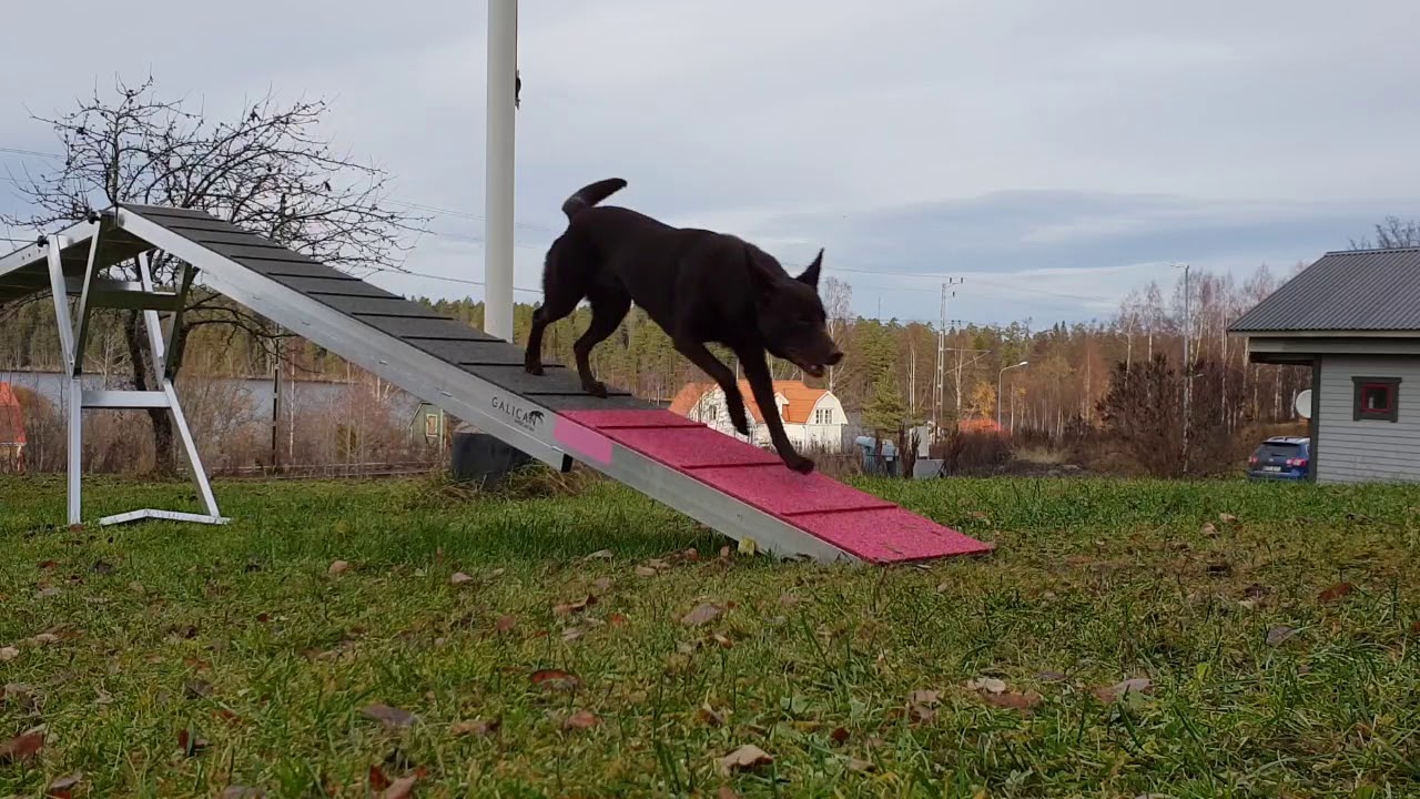 Kira running contacts training 4/11-2018 - YouTube