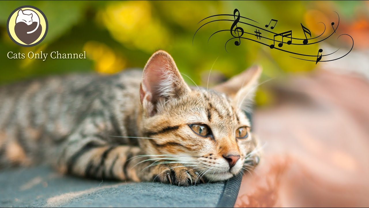 Peaceful Music to Relax and Calm Cats - Harp Music that Gives Comfort ...