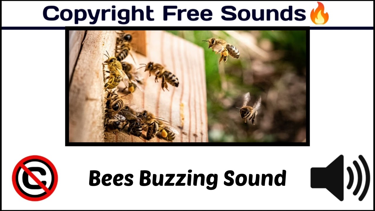 Bees Buzzing Sound /Popular Sound / Birds Sound / #nocopyright ...