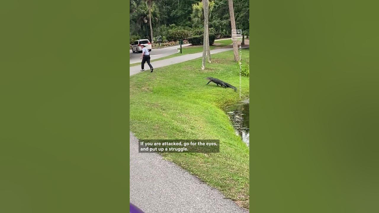 What to Do If an Alligator Chases You - YouTube