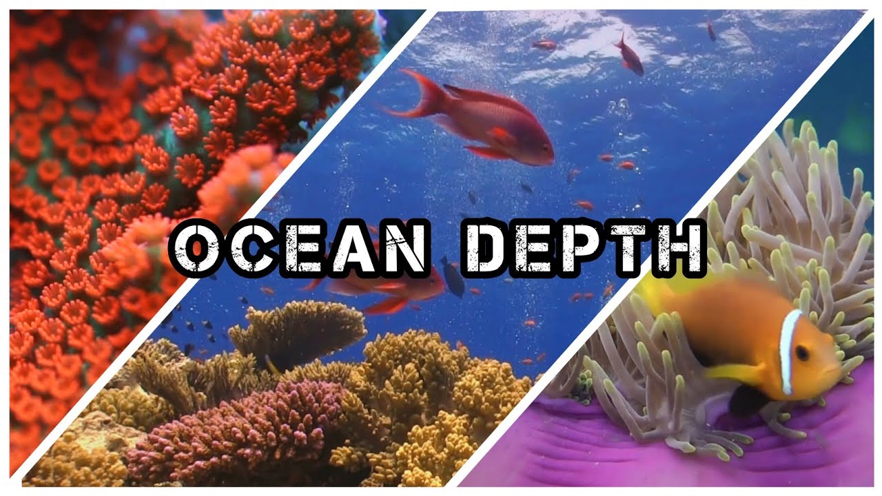 Ocean depth - Beautiful fish - Relaxing video - YouTube