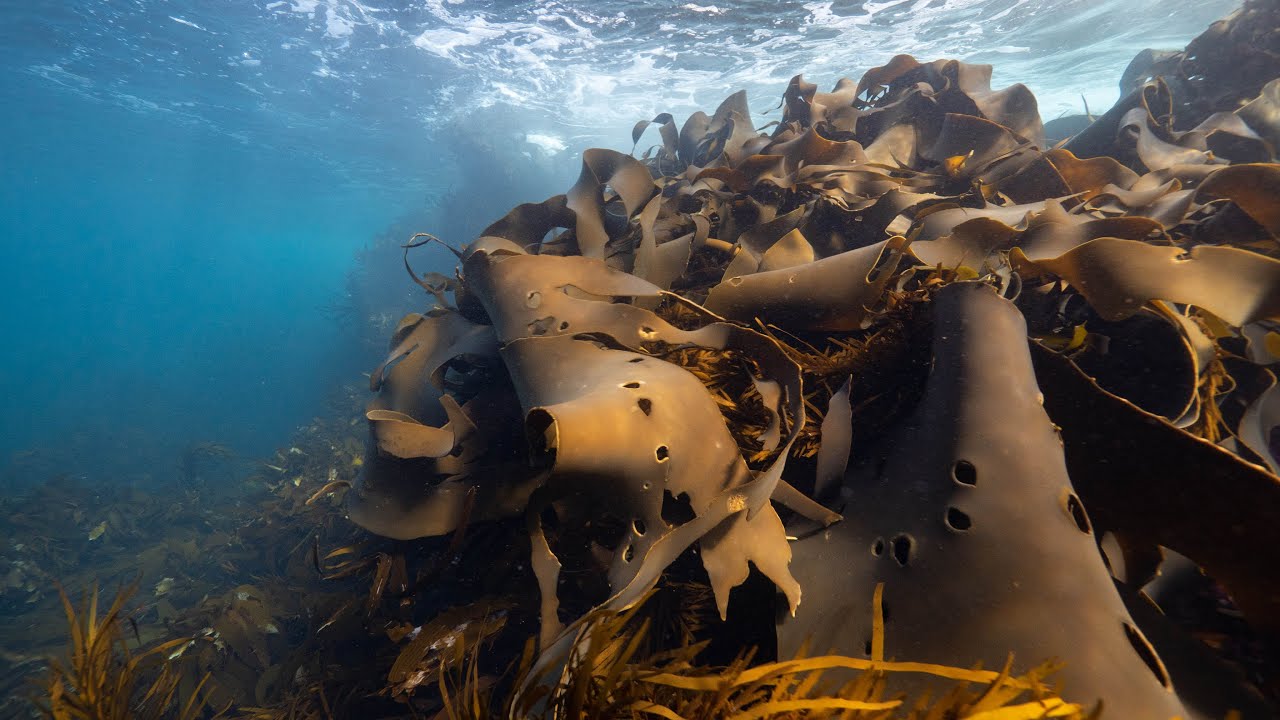 The Great Southern Reef: connecting southern Australia's coastal ...