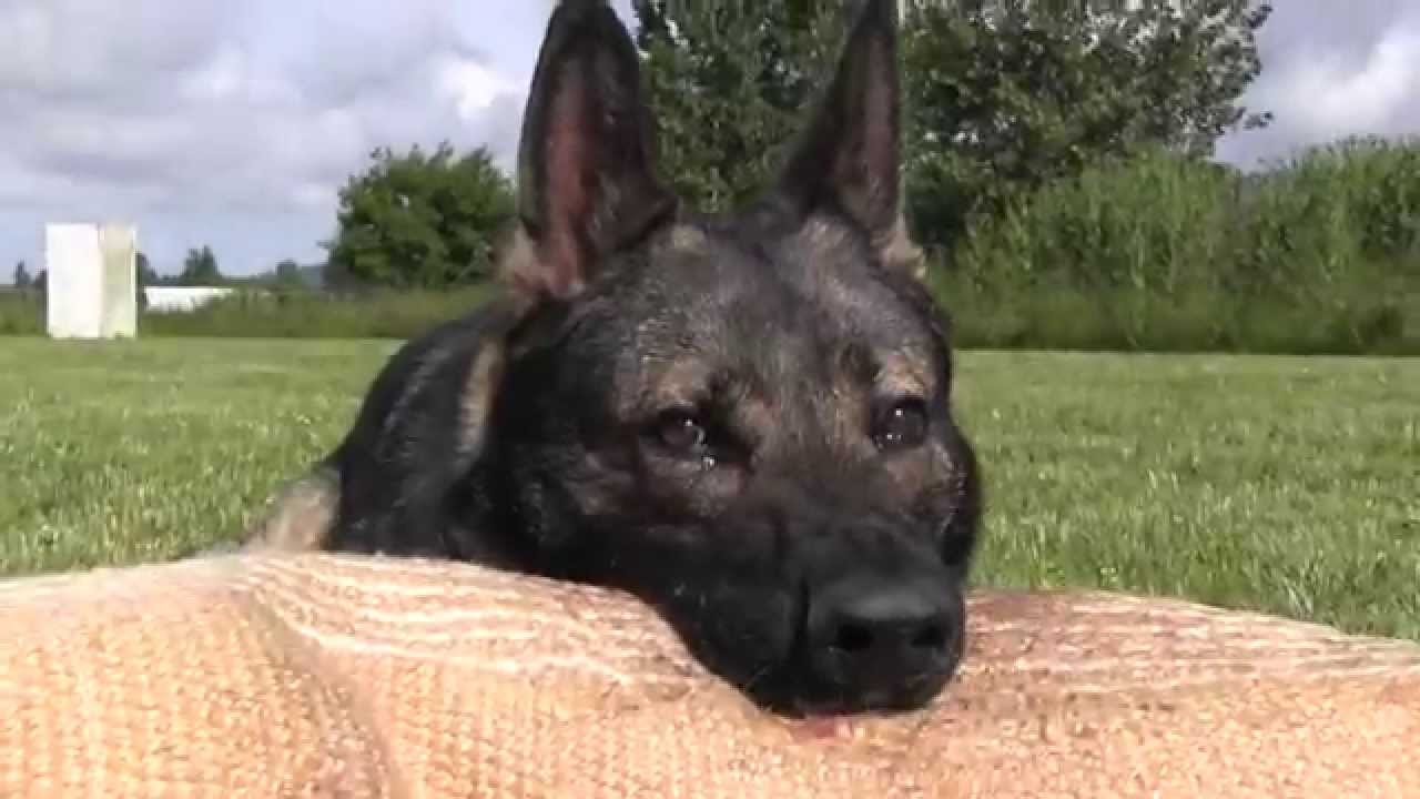 Protection Dog - Trained German Shepherd IPO Versatiltiy - YouTube