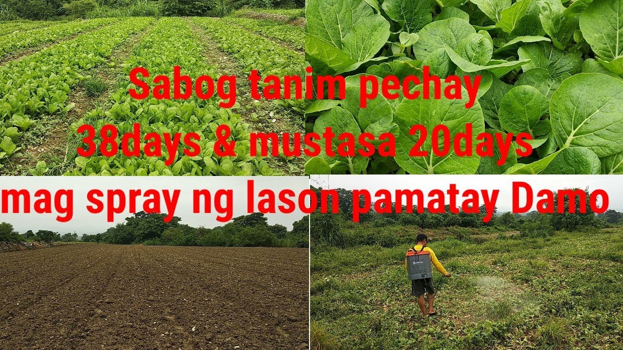 sabog tanim pechay 38 days & mustasa 20days at mag spray ng lason ...
