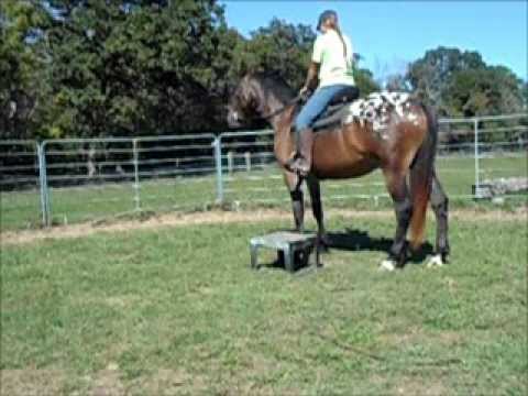 Zoe Appaloosa Friesian Cross mare for sale 2 yr old 16 hands - YouTube