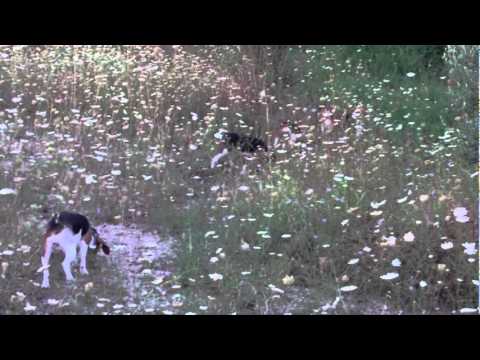 ΕΠΙΛΕΚΤΙΚΗ ΕΚΤΡΟΦΗ BEAGLE TSIRKOUDS..ΕΚΠΑΙΔΕΥΤΙΚΟ 24-7-2011 - YouTube