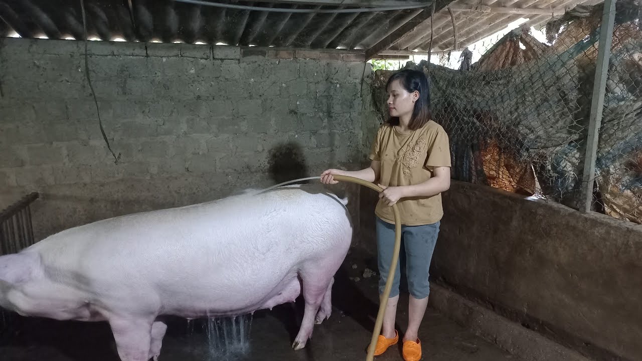 So wonderful, the little girl and her herd of fat pigs went to the ...