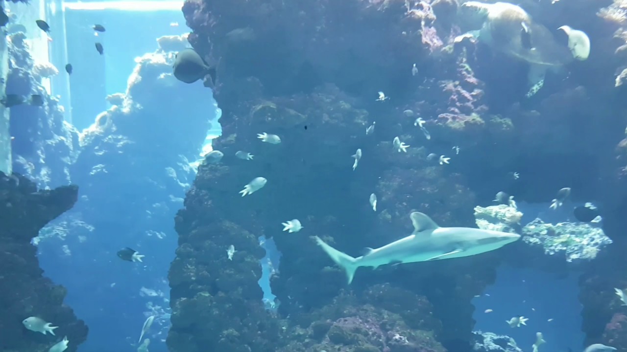 Marine life in Aquarium of Monte Carlo - Monaco - YouTube