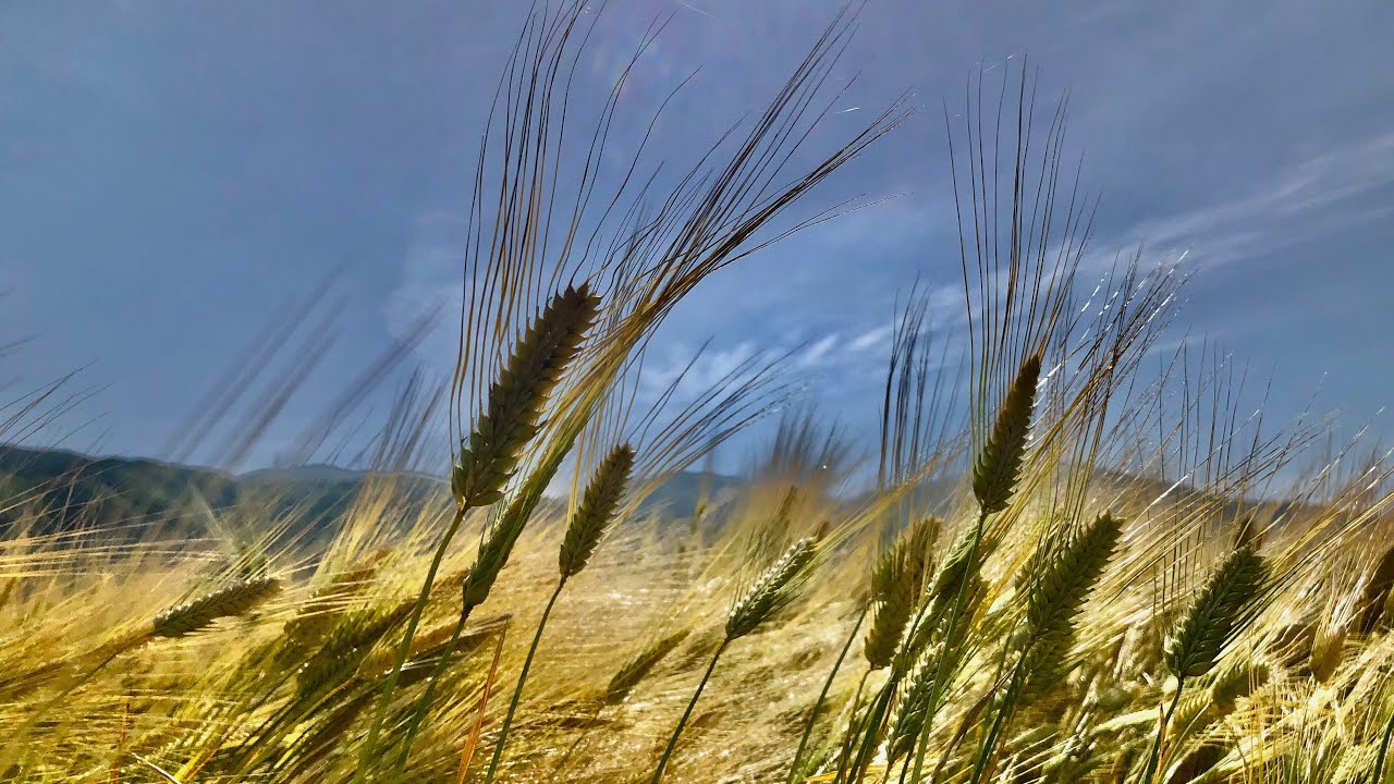 Weizen 2023 - YouTube