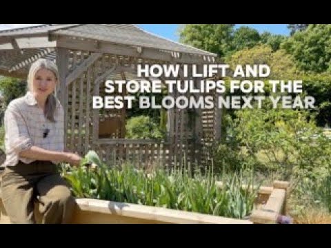 How I Lift and Store Tulips for the Best Blooms Next Year 🌷 - YouTube