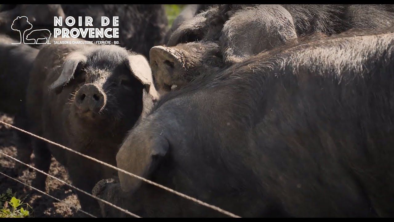 Présentation de la filière d'élevage de cochons Noir de Provence - YouTube