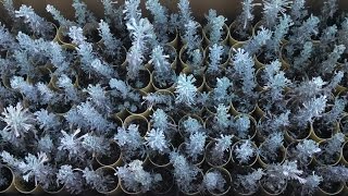 Sagebrush Planting