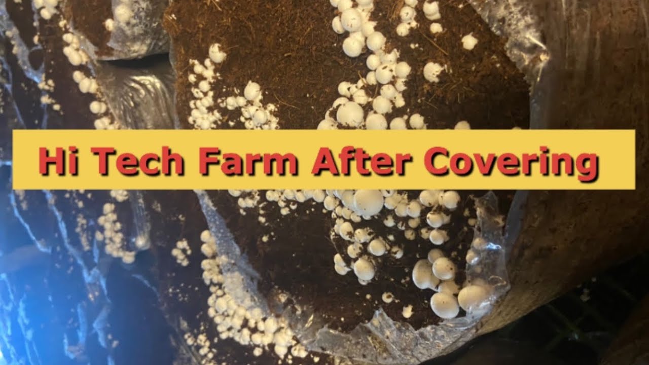 Hi Tech Button Mushroom Farm | Button Mushroom | Mushroom Farming - YouTube
