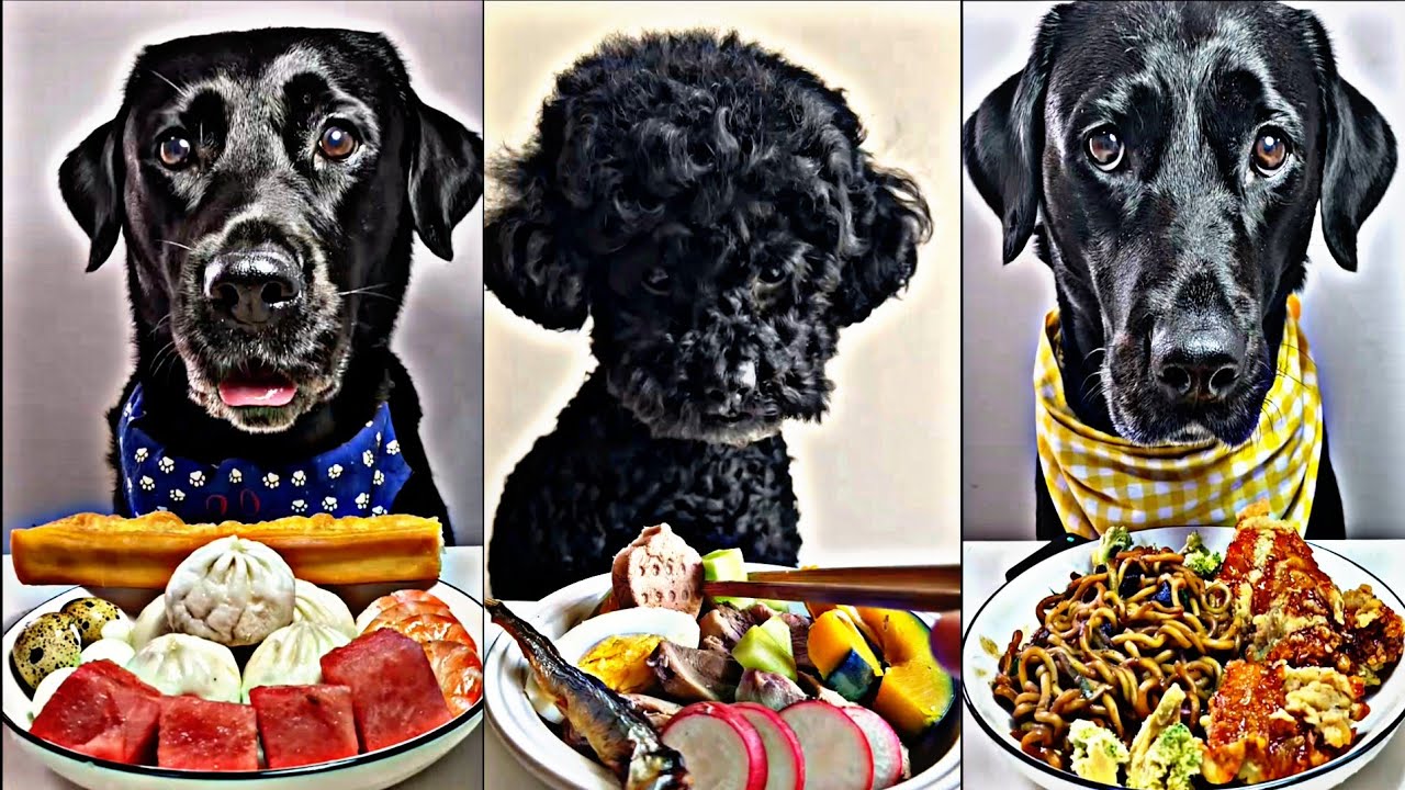 Dogs Try Gourmet Dishes! 🍱🐶 | Funny Dog Food Reactions Compilation ...