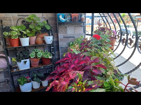 Balkon Turu, Küçük Balkonun Son Durumu, Begonya, Sardunya, Yaprak Güzeli, Az Güneş Seven Bitkiler