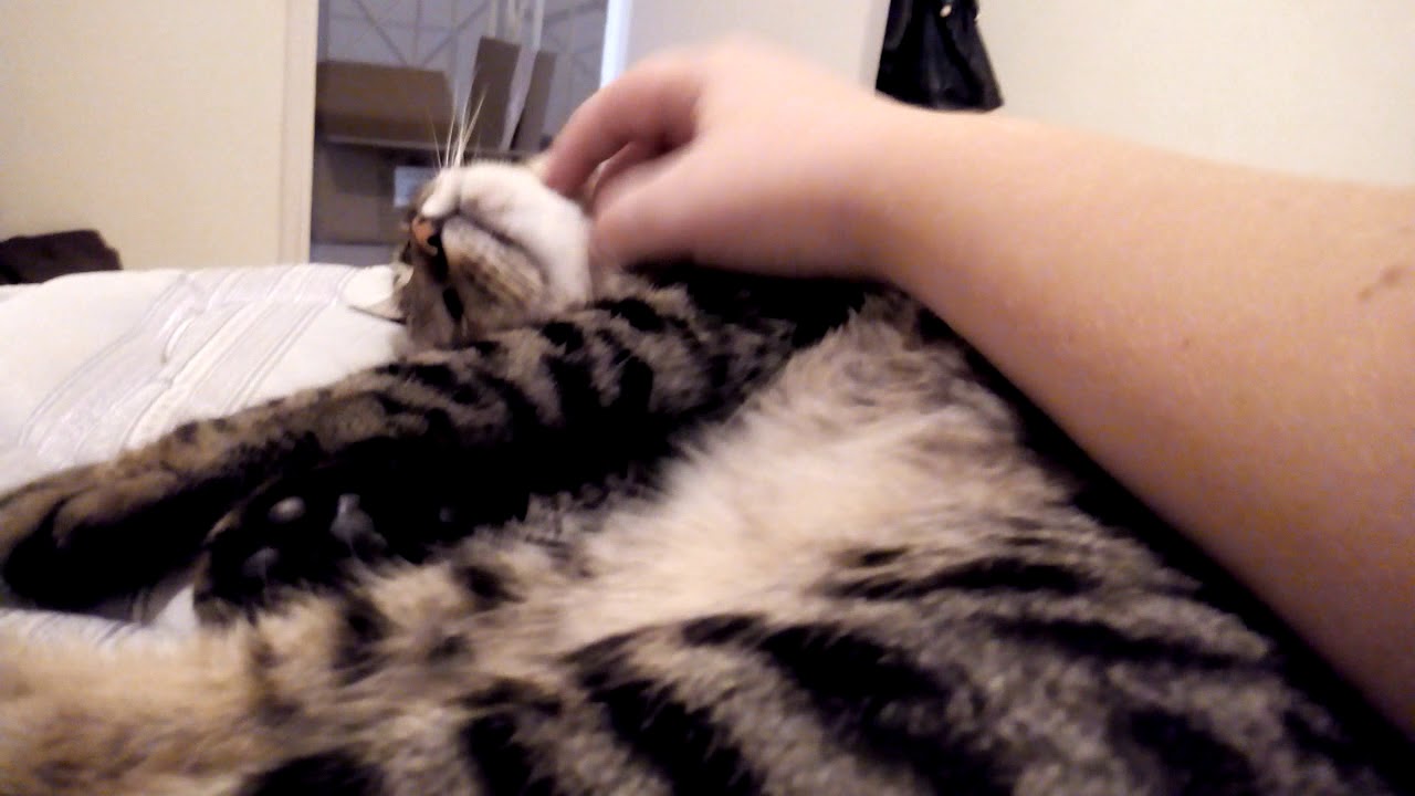 Asi se trata un gato, peluchin - YouTube