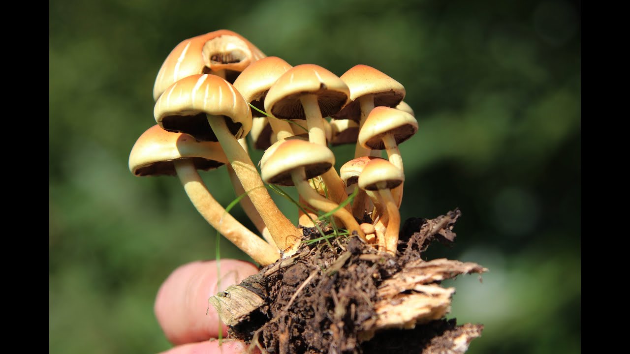 Get Gardening: Fun Guy on Funghi - YouTube