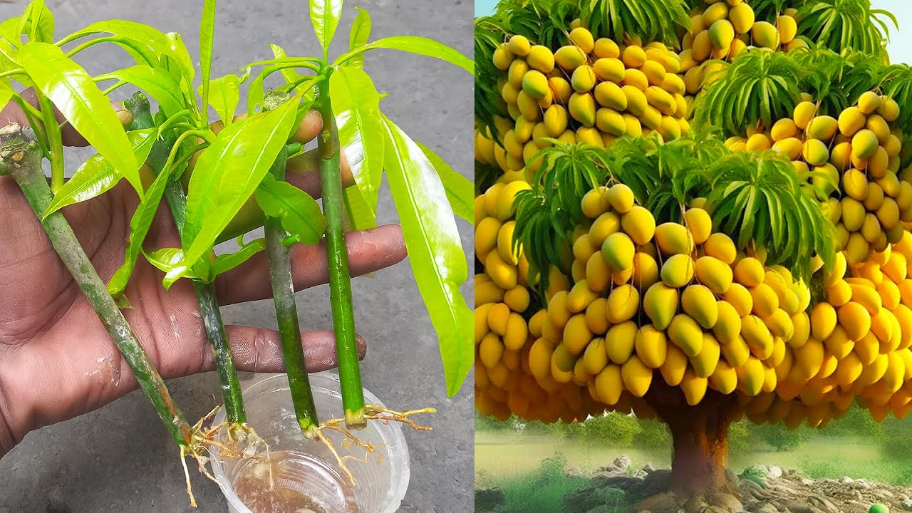 Smart Method l Mango Propagation from Cutting l Quick Budding No Fungus ...
