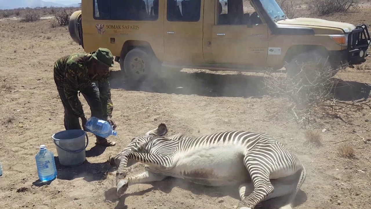 Save the starving Endangered Grevy Zebras of Samburu and Buffalo ...
