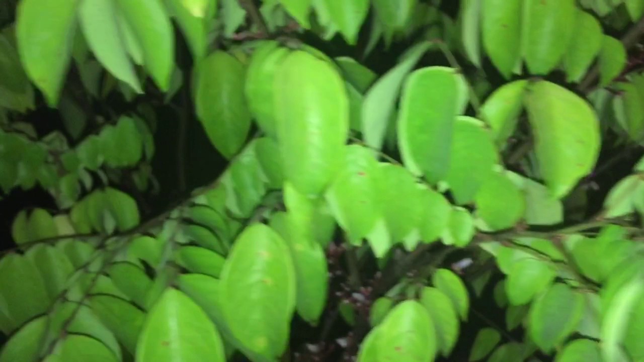 Starfruit Tree - Flowering - YouTube