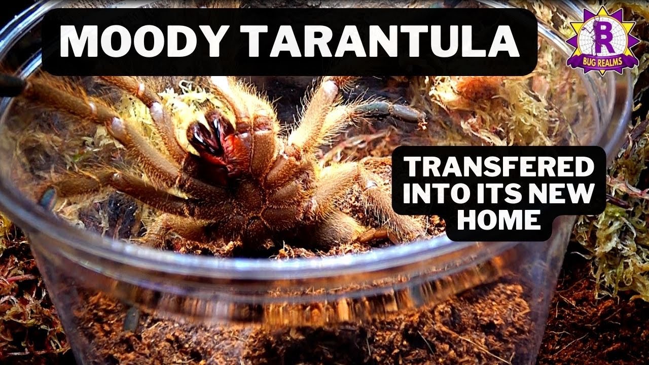ANGRY Tarantula rehouse! Chilobrachys sp Sai Yok! - YouTube