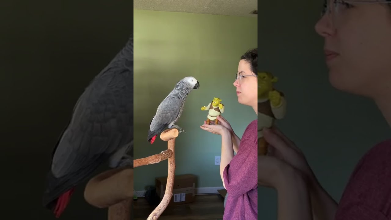 Shrek Compilation | Apollo the Talking African Grey Parrot - YouTube