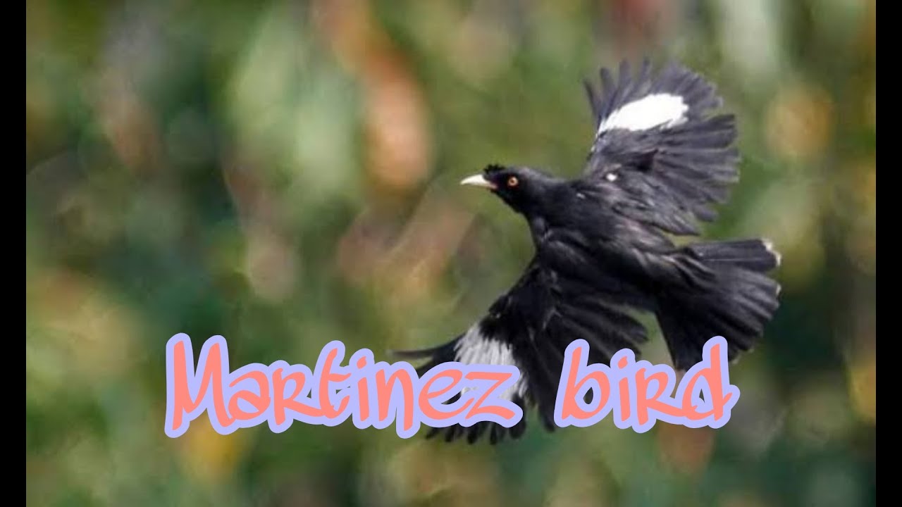 Martinez birds 2 - YouTube