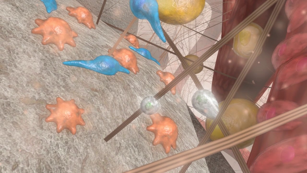 Hematopoietic Stem Cells in the Endosteal Niche - YouTube