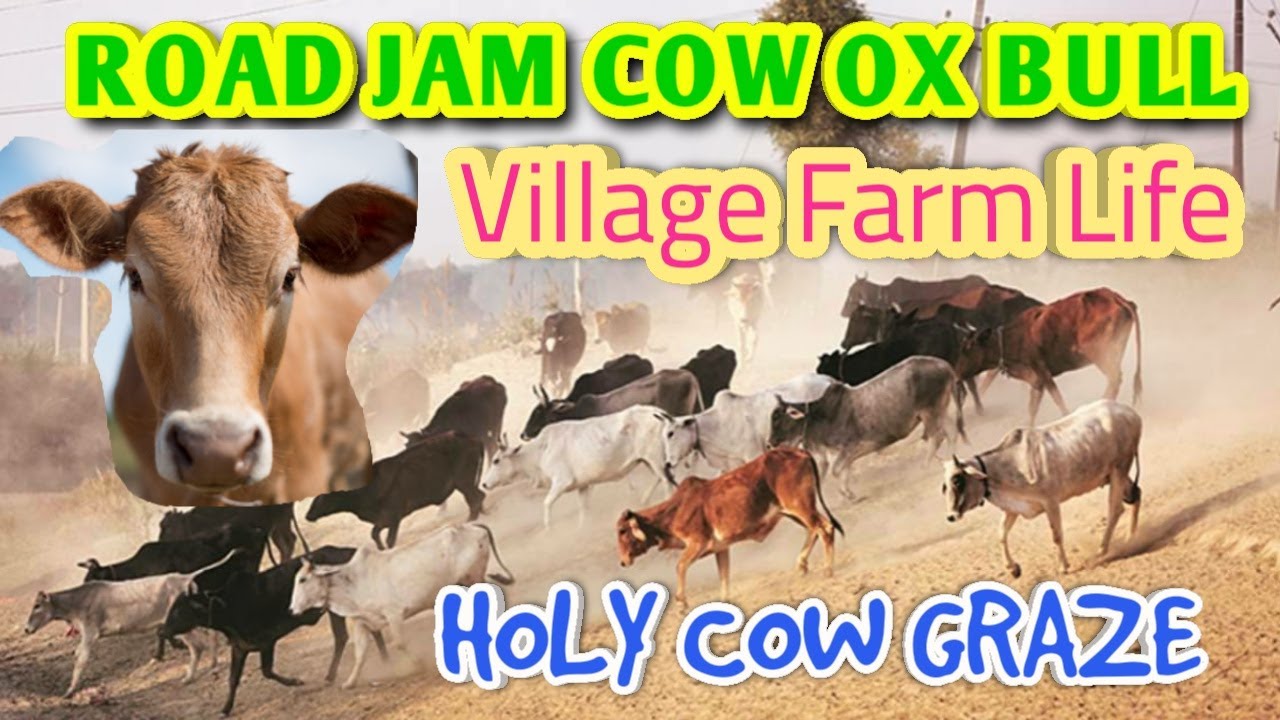 #roadblock Cattle herds Cow farm bad traffic jam longest jam - YouTube