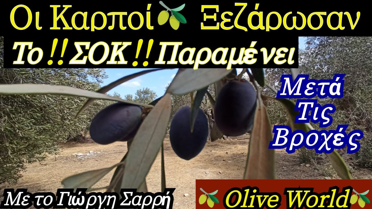 ΠΟΤΙΣΤΙΚΕΣ⛈️ ΒΡΟΧΕΣ - ΟΙ 🫒ΚΑΡΠΟΙ🫒 ΠΡΗΣΤΗΚΑΝ - ΤΟ !!ΣΟΚ!! ΠΑΡΑΜΕΝΕΙ ...