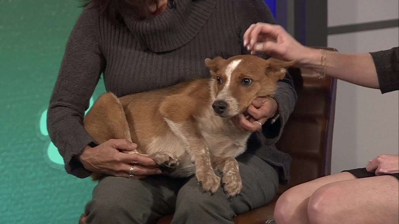 Pet Pals: meet Jet the Australian cattle dog looking for a forever home ...