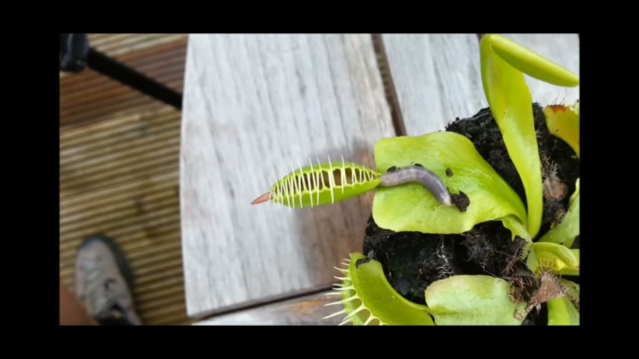venus fly trap trapping an insect - YouTube
