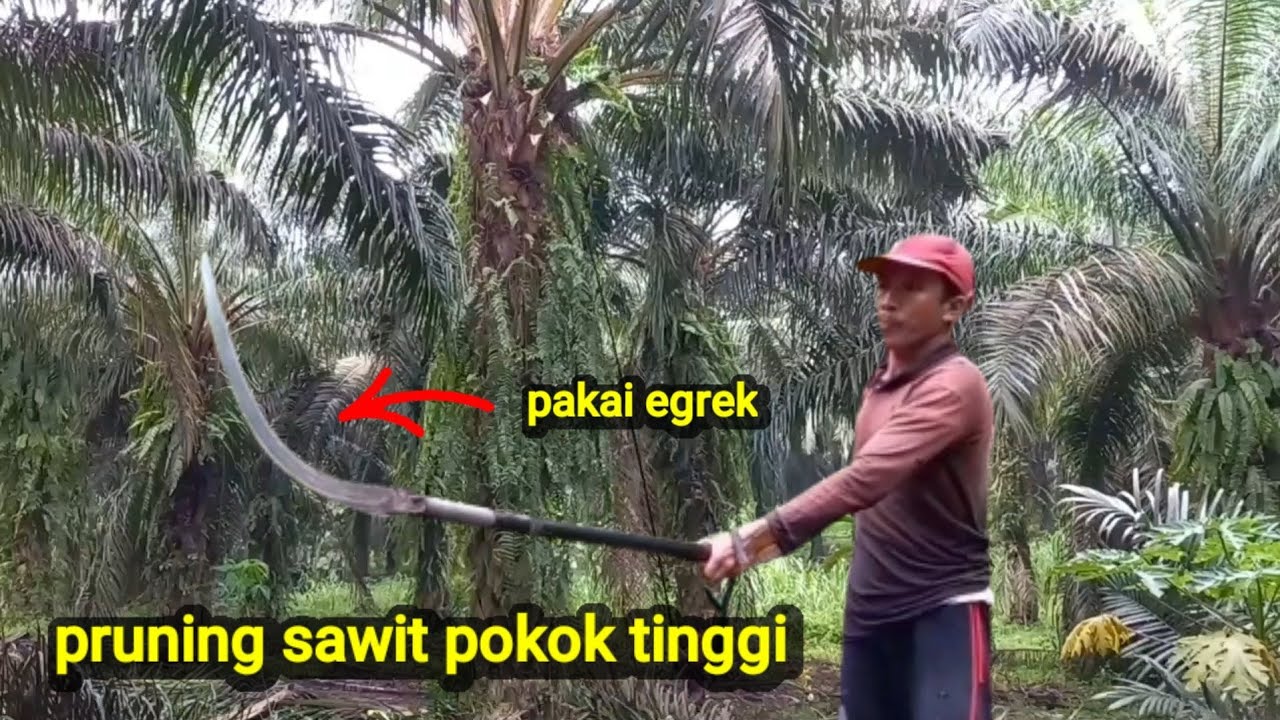 cara pruning sawit pokok tinggi pakai egrek - YouTube