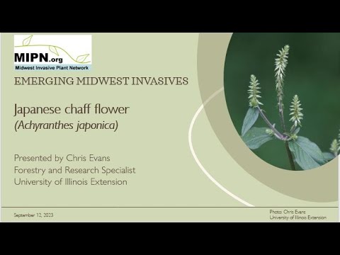 Japanese chaff flower: Emerging Midwest Invasive - YouTube