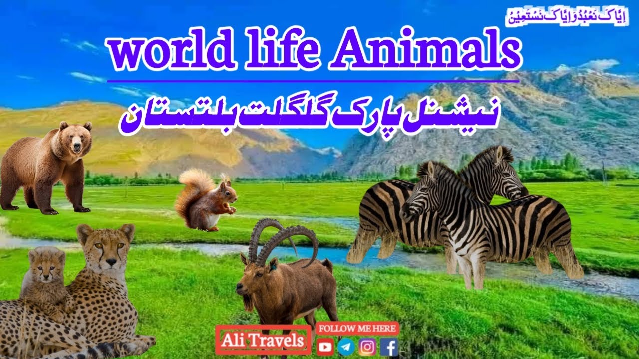 Natural Beauty | World life Animals | Birds | Gilgit Baltistan | Yasin ...