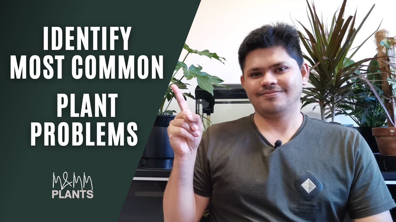 How to Identify Plant Problems | Identifying Most Common Plant issues ...