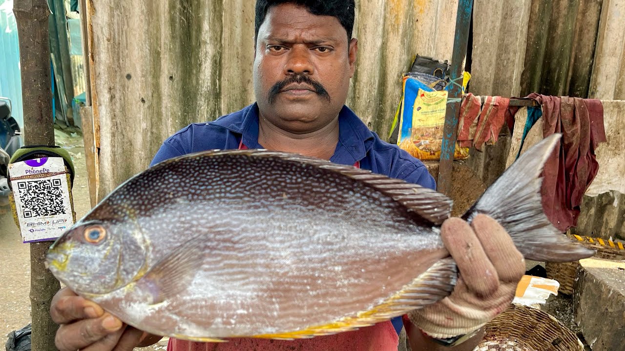 KASIMADU SPEEDSELVAM BIG SIZE OORA FISH CUTTING VIDEO #kasimeduselvam # ...