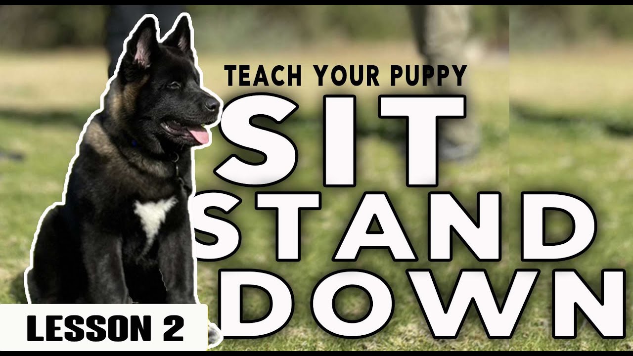 How to Teach a Your Puppy to SIT STAND and DOWN - YouTube