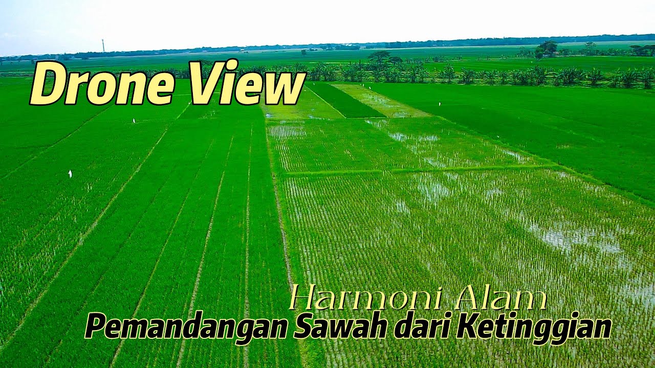 Drone View : Pemandangan sawah dari ketinggian | ArsyahRH - YouTube
