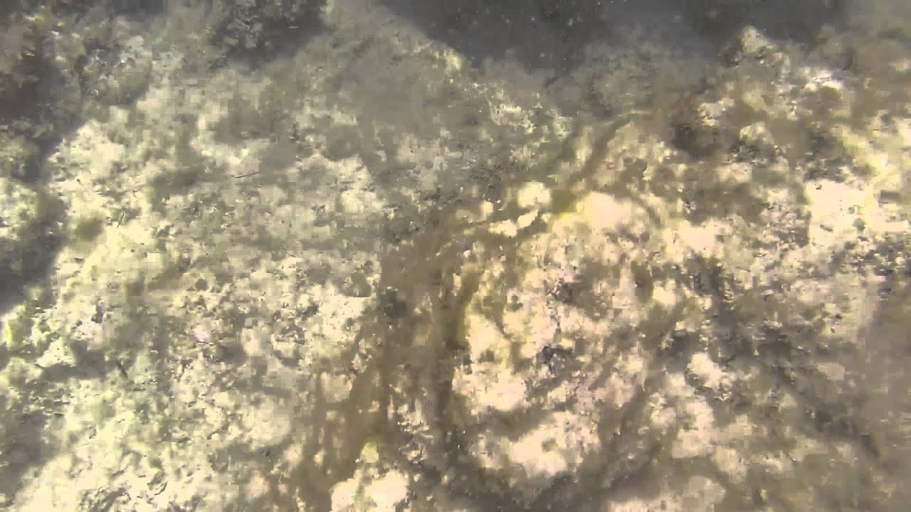 Snorkelling Mettams Pool Perth New Years Day 2015 - YouTube