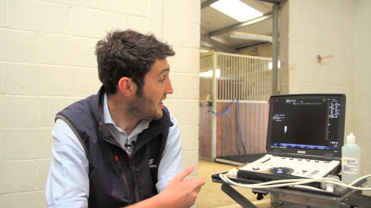 IMV imaging Ultrasonography of the Distal Limb video 1 - Facilities and ...