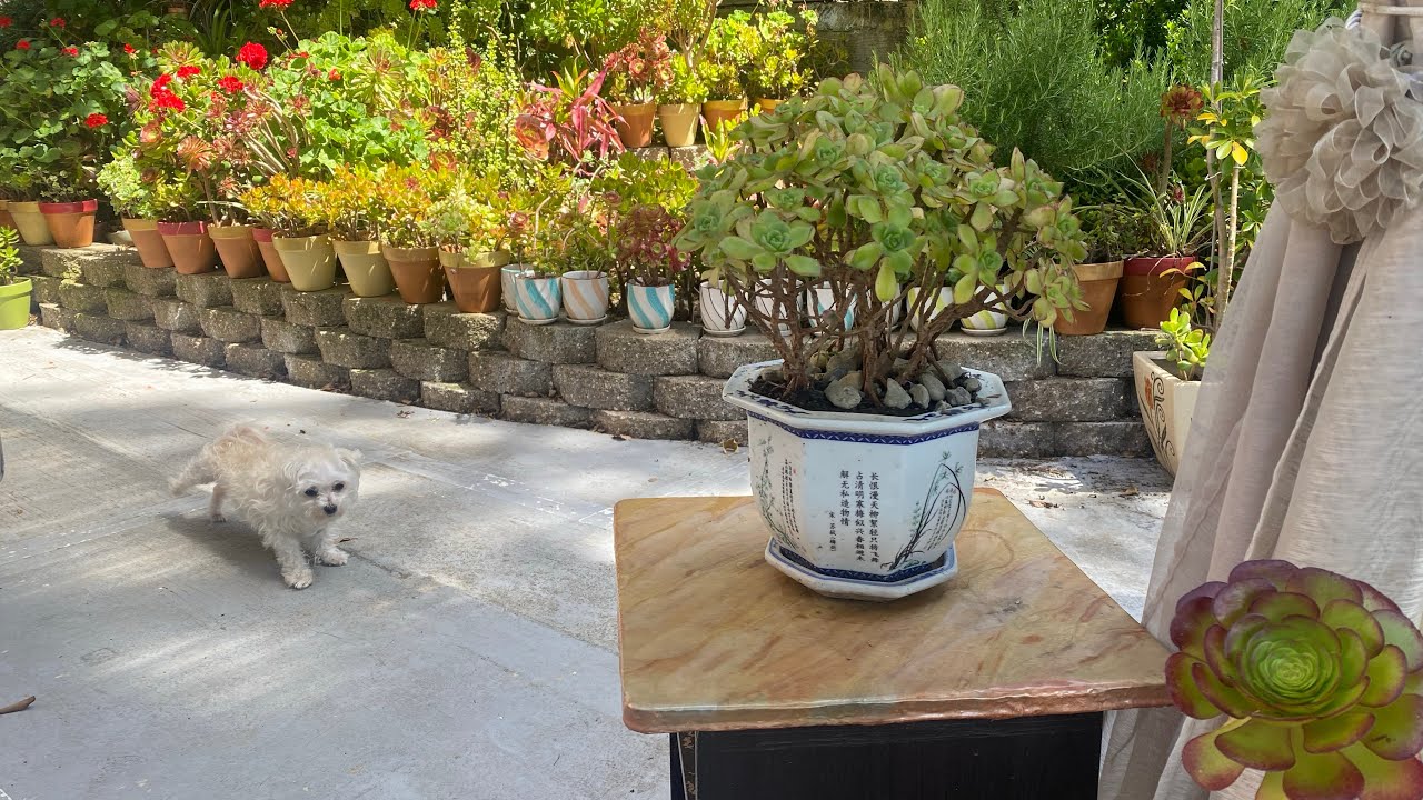 A25-Repotting Succulents: A Step-by-Step Guide for When They Outgrow ...