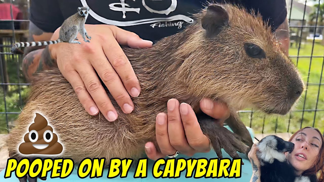 I GOT POOPED ON! Capybara, Lemurs and More! - YouTube