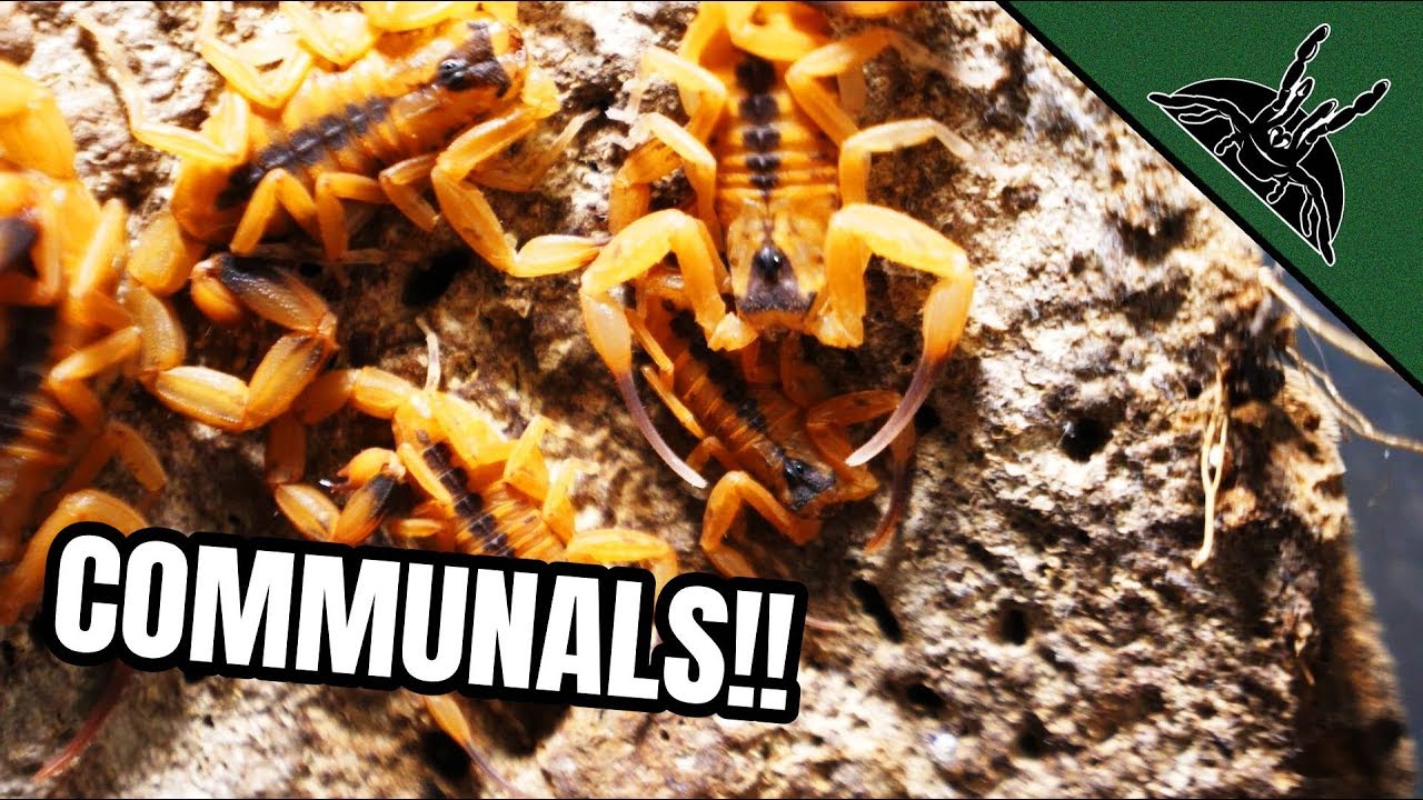 ALL OF MY COMMUNAL ANIMALS / ENCLOSURES - YouTube